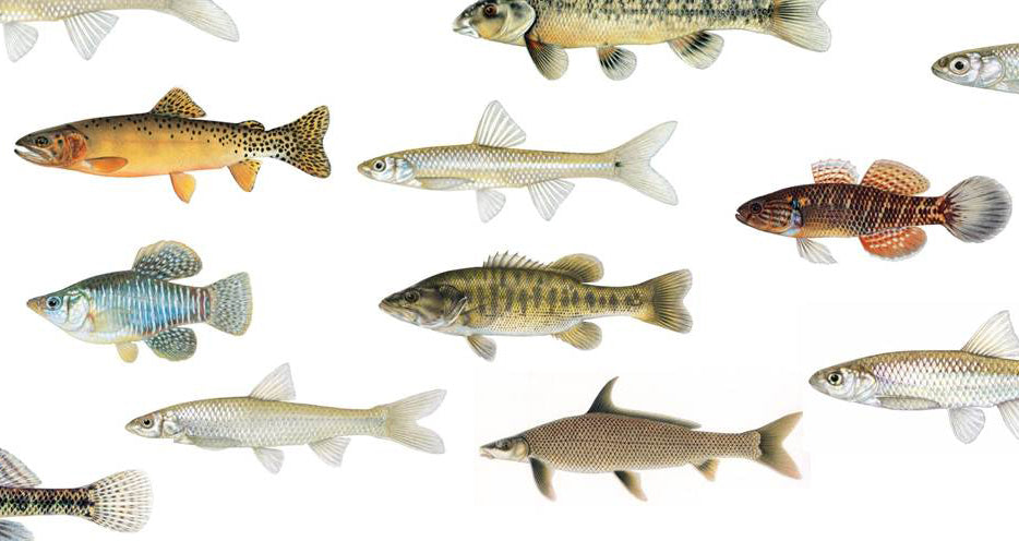 Common Fish Species For Freshwater Lure Fishing | Basstrike